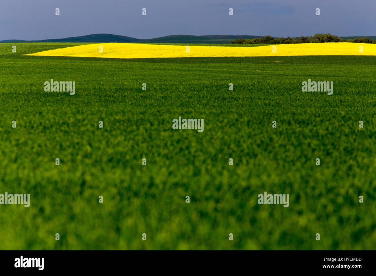 Saskatchewan Field Farming in yellow and Green Stock Photo - Alamy