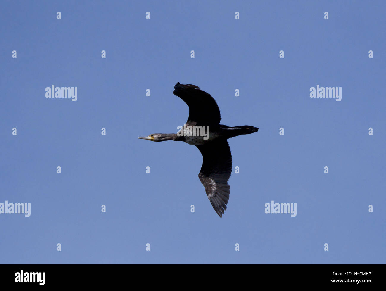 A cormorant flies over the Nature Reserve in New Mills Stock Photo - Alamy