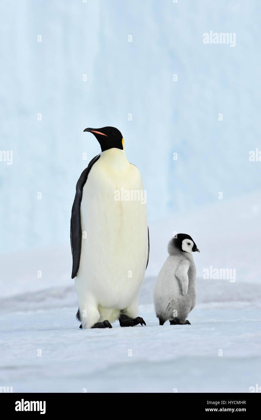 Emperor Penguin with chick Stock Photo - Alamy