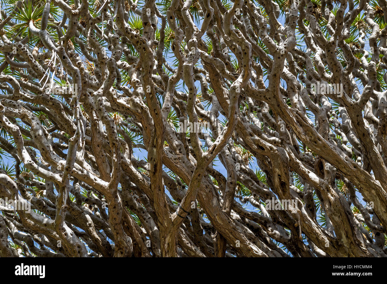 1000 branches hi-res stock photography and images - Alamy