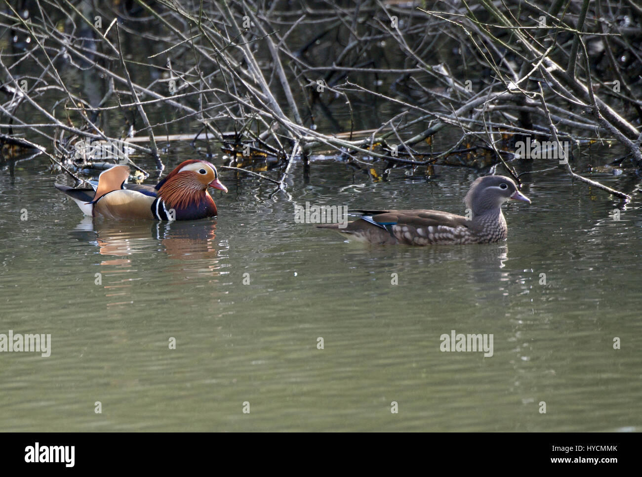 A male and female mandarin at the Nature Reserve in New Mills Stock ...