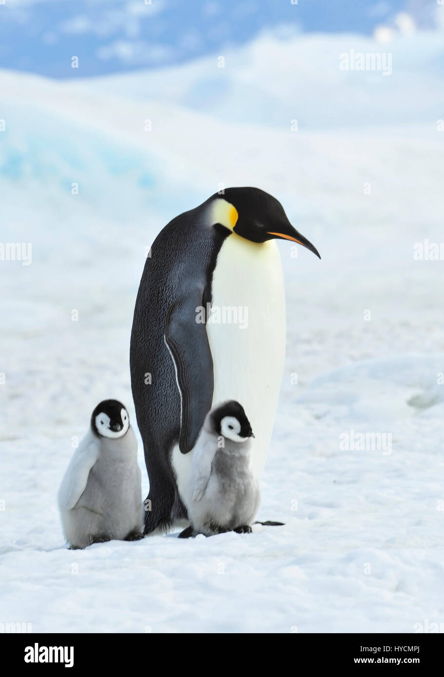 Emperor Penguin with chick Stock Photo - Alamy