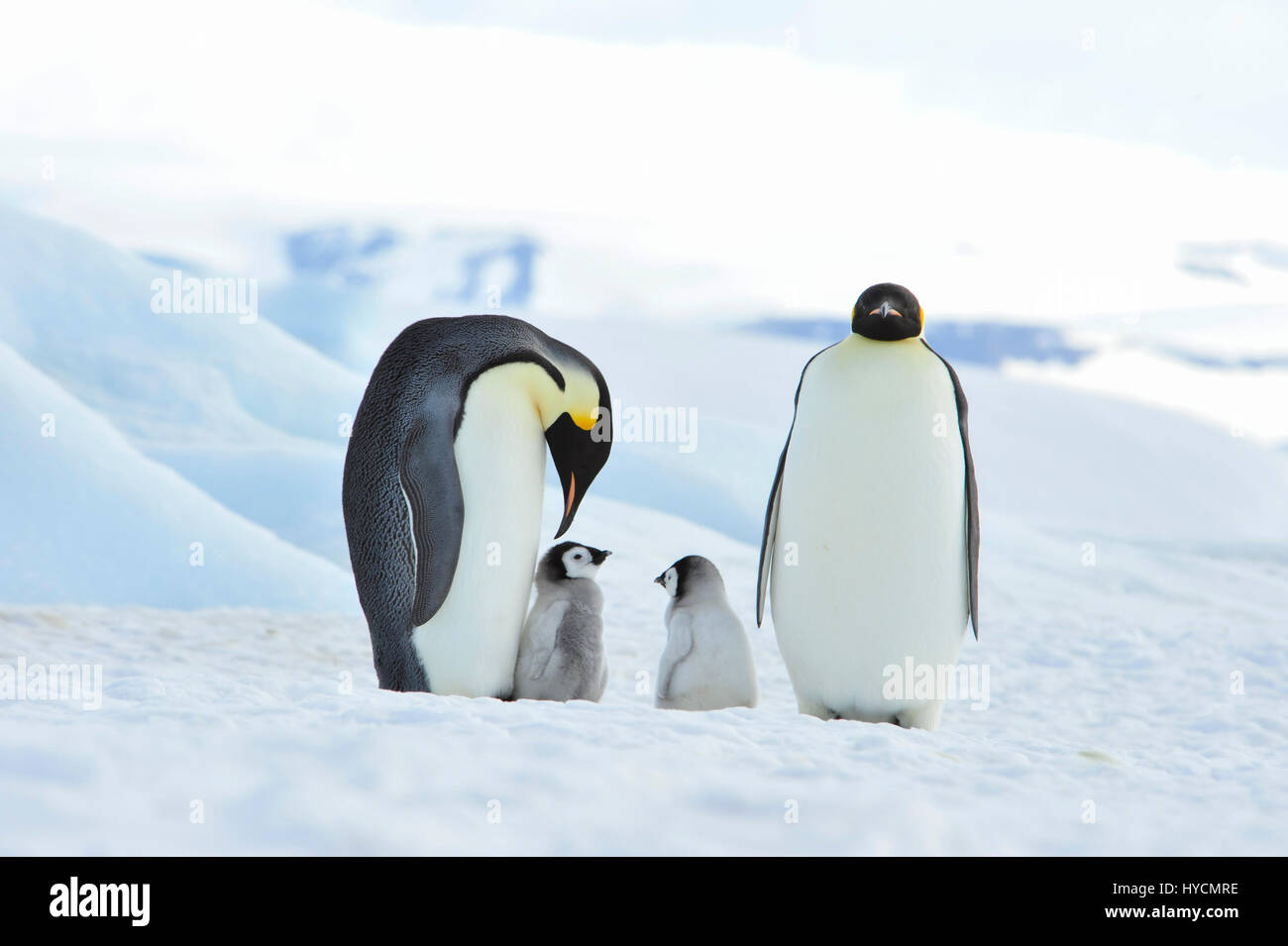 Emperor Penguins with chick Stock Photo - Alamy