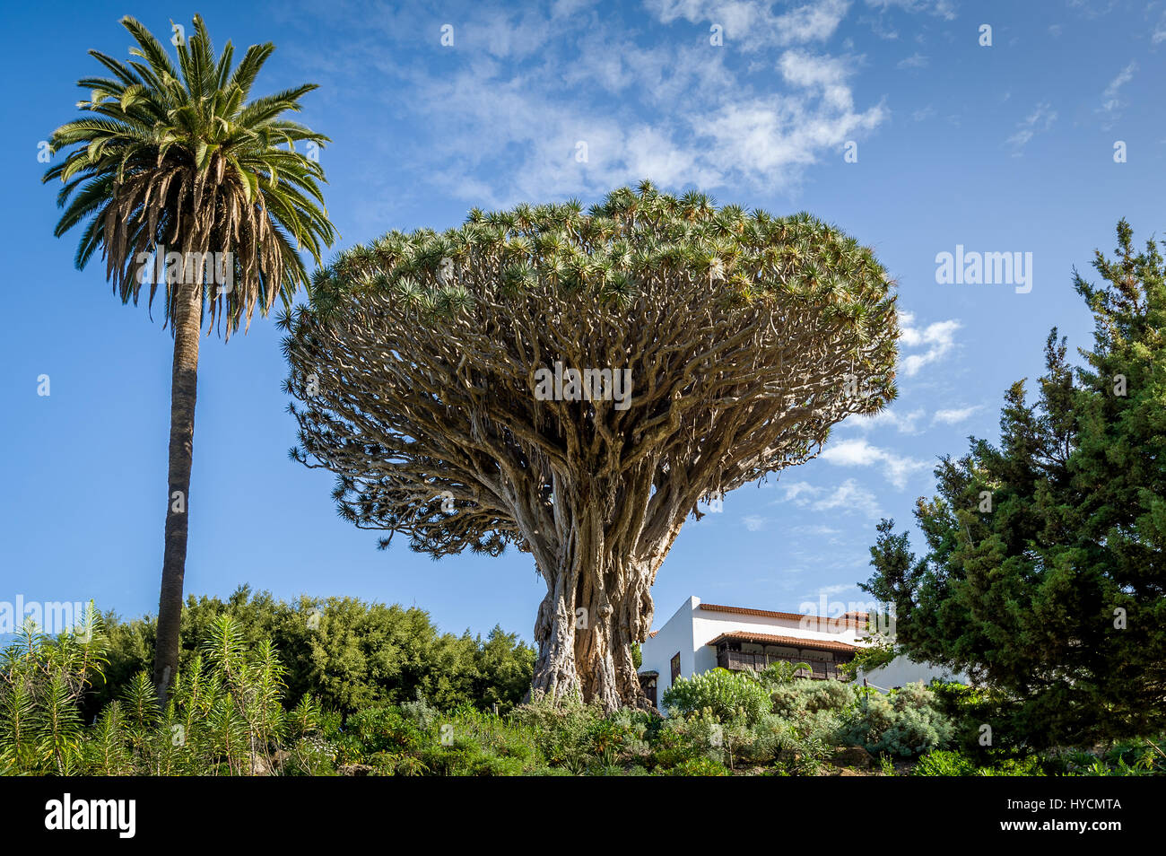 Famous drago tree icod de hi-res stock photography and images - Alamy
