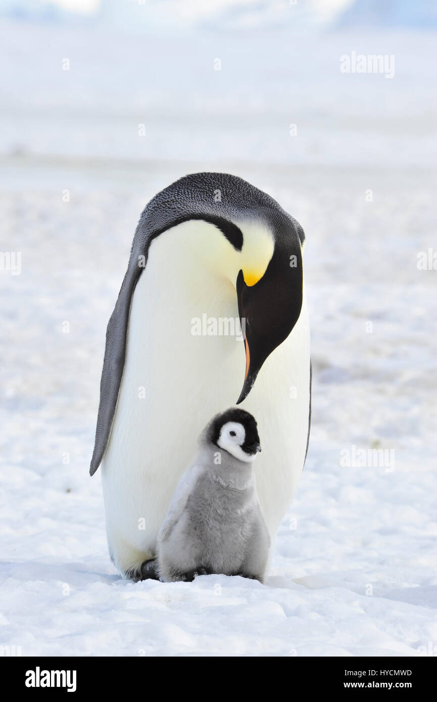 Emperor Penguin with chick Stock Photo - Alamy