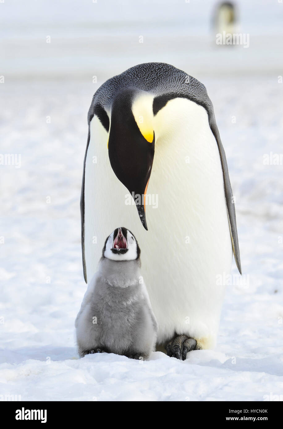Emperor Penguin with chick Stock Photo - Alamy