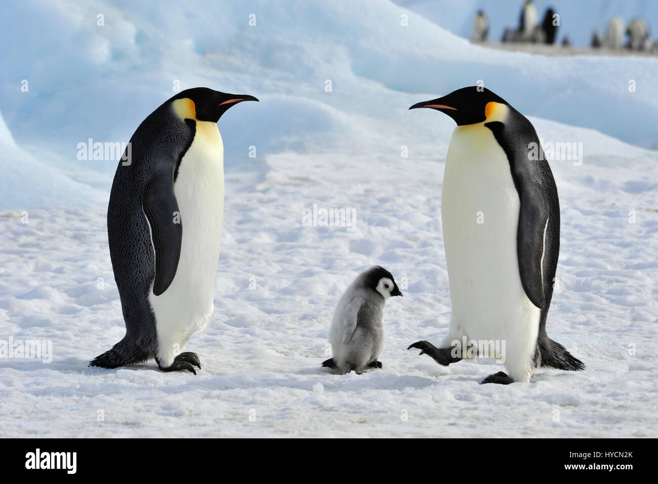 Emperor Penguins with chick Stock Photo - Alamy