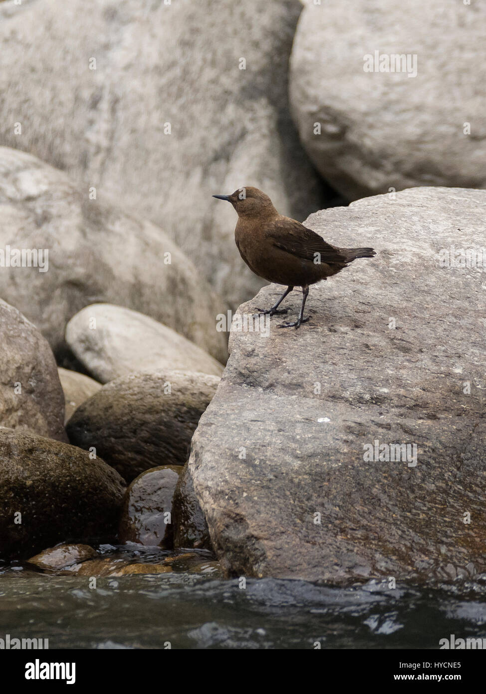 Brown Dipper (Cinclus pallasii) at Uttarakhand, India Stock Photo - Alamy
