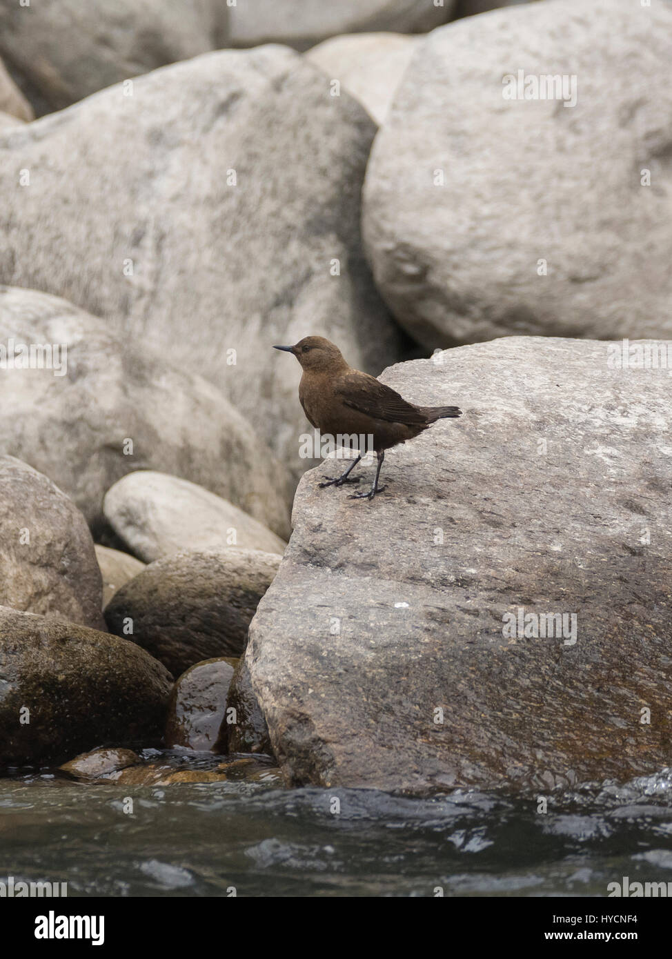 Brown Dipper (Cinclus pallasii) at Uttarakhand, India Stock Photo - Alamy