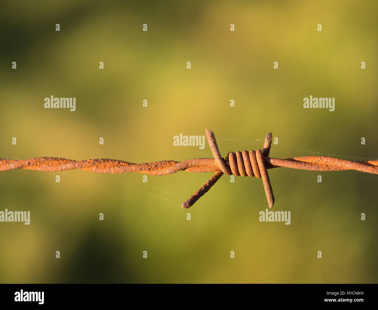 old rusty barbed wire close-up and blurred background Stock Photo - Alamy