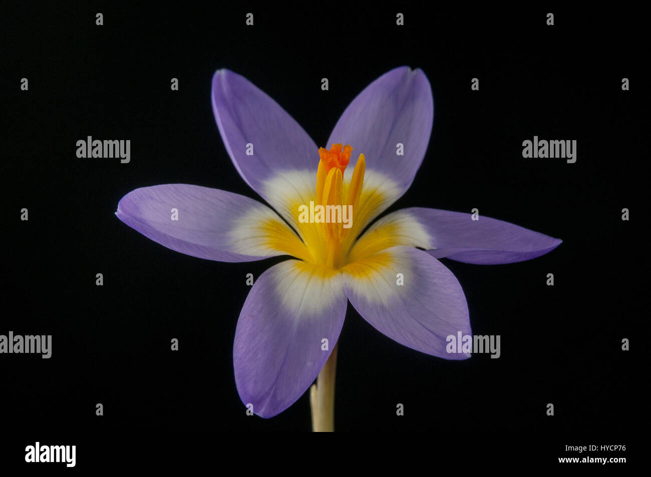 Crocus sieberi subsp. sublimis 'Tricolor' Stock Photo - Alamy