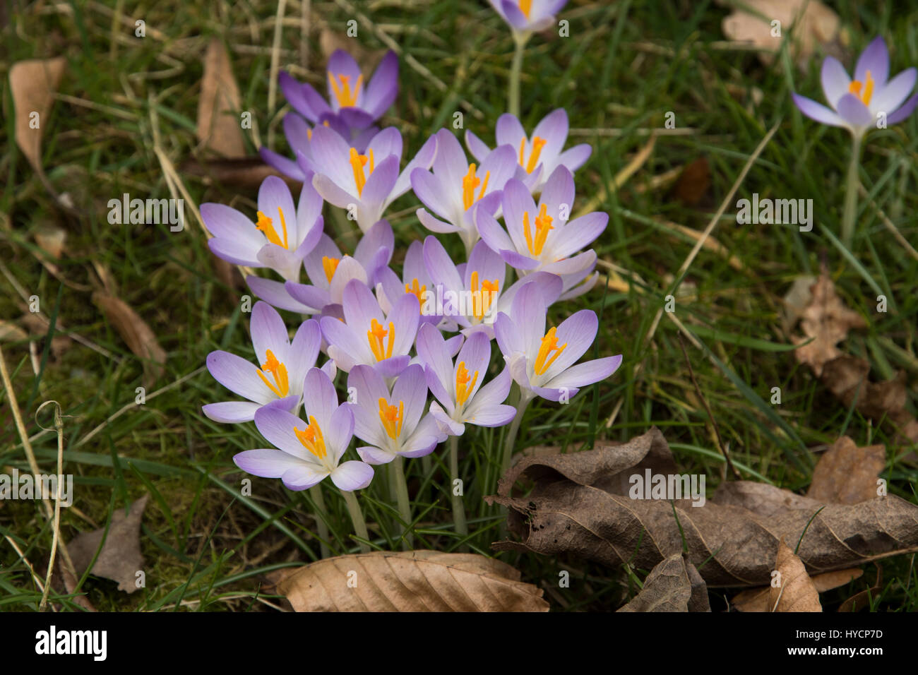 Naturalising hi-res stock photography and images - Alamy