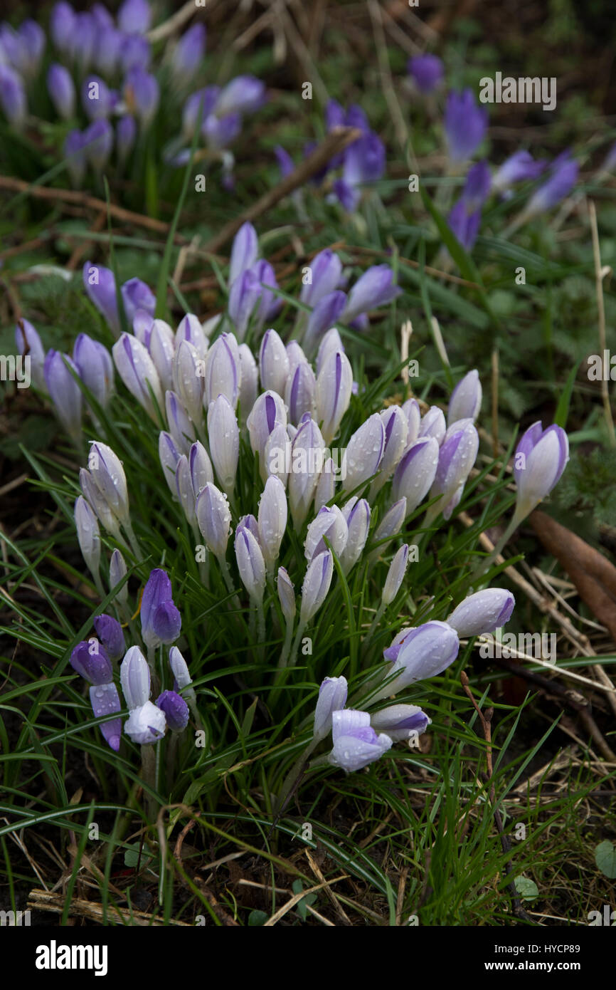 Naturalising hi-res stock photography and images - Alamy