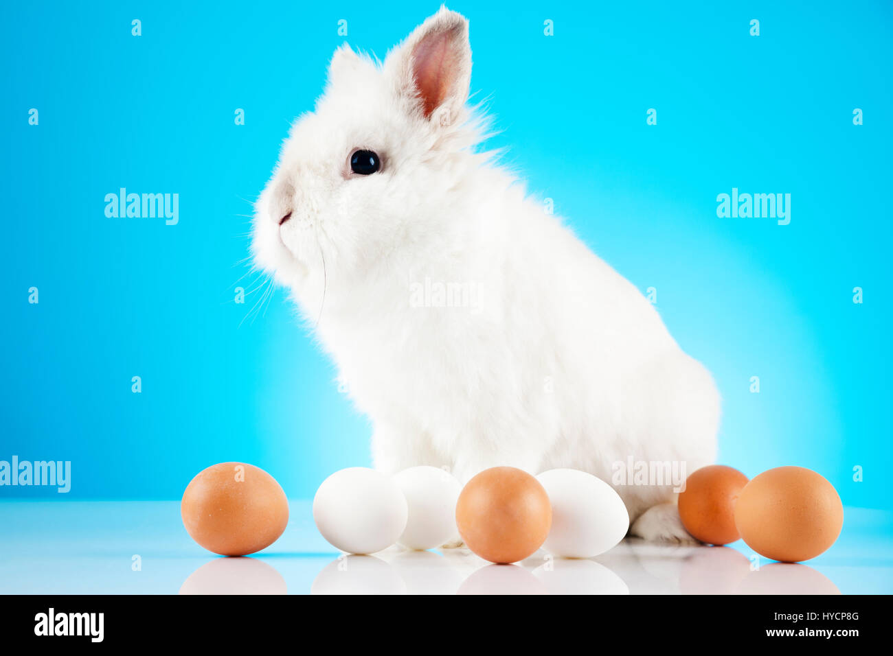 Easter custom hare bunny hi-res stock photography and images - Alamy