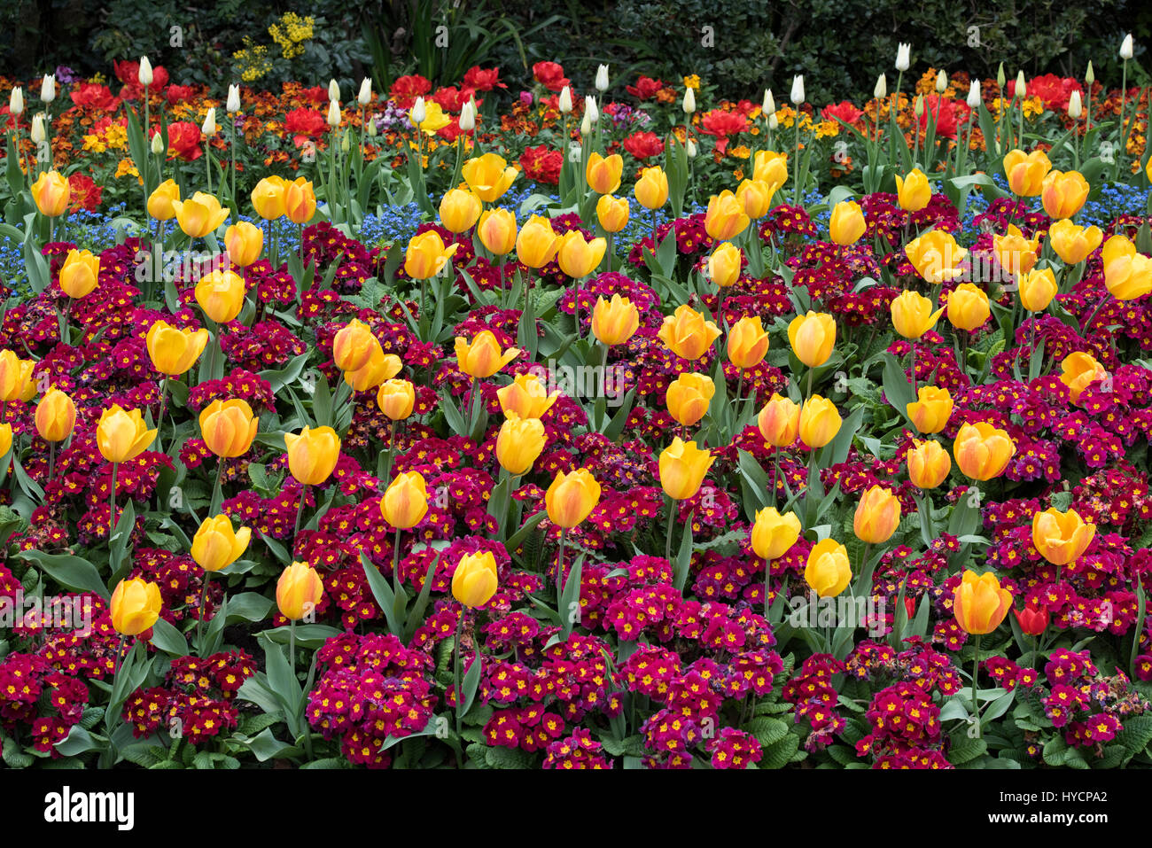 Primroses spring border plants hi-res stock photography and images - Alamy