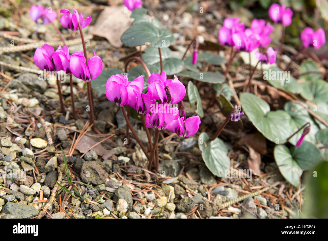 Blooming in a garden with cyclamen coum hi-res stock photography and ...