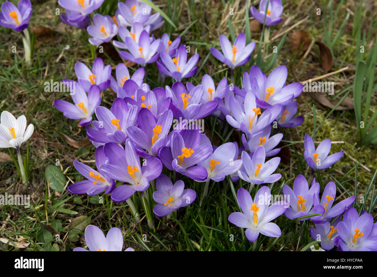 Plant for naturalising hi-res stock photography and images - Alamy
