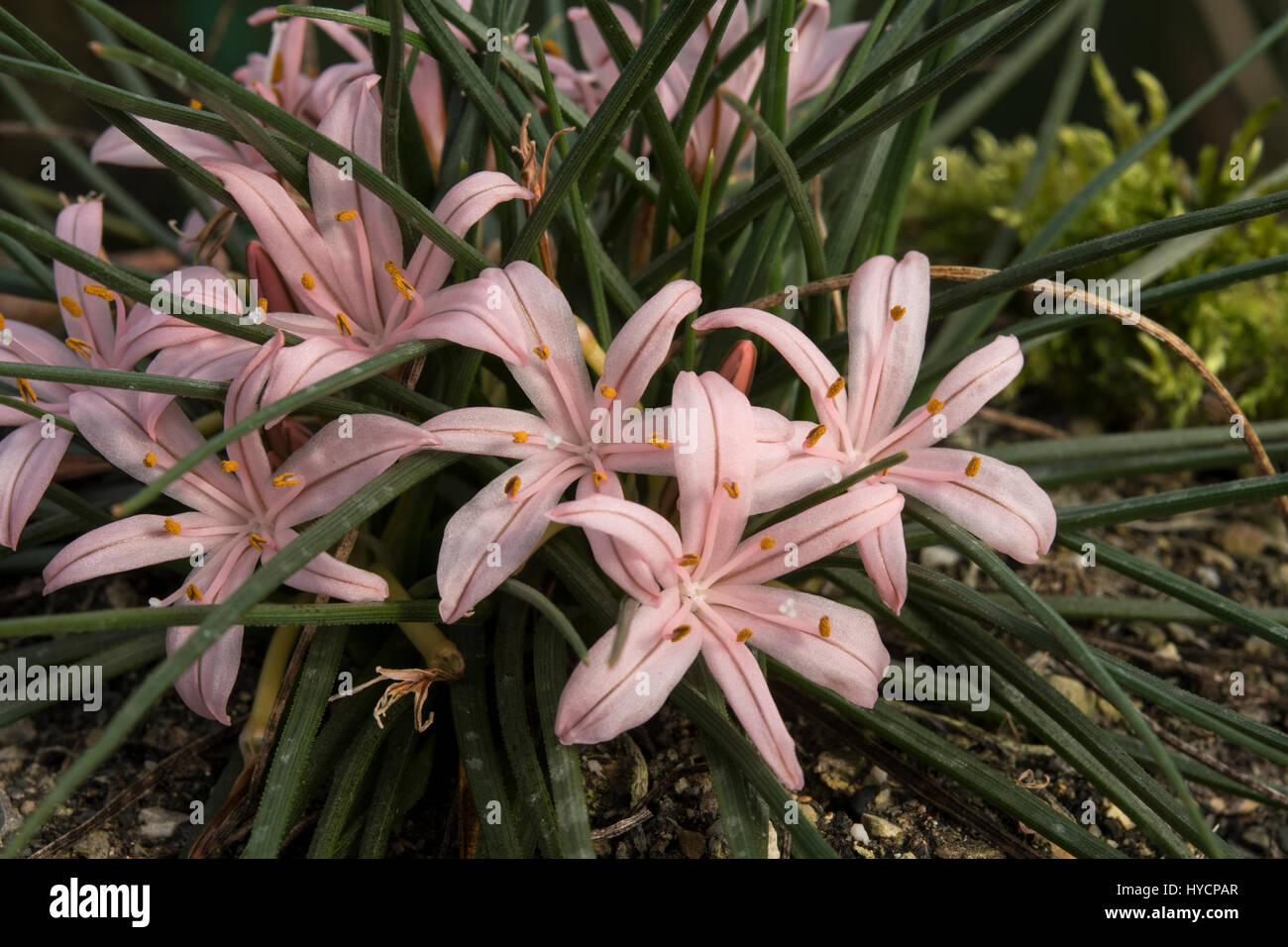 Asphodelus acaulis hi-res stock photography and images - Alamy