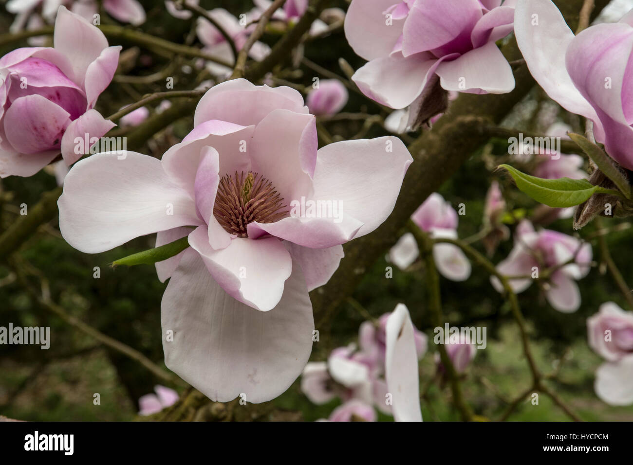 Magnolia x soulangeana 'Lombardy Rose' Stock Photo - Alamy