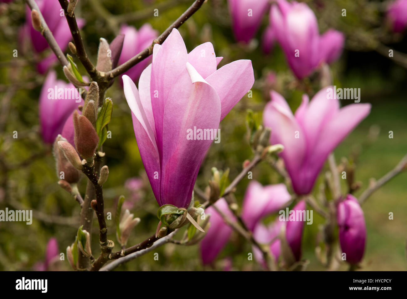 Magnolia abundant flowers hi-res stock photography and images - Alamy