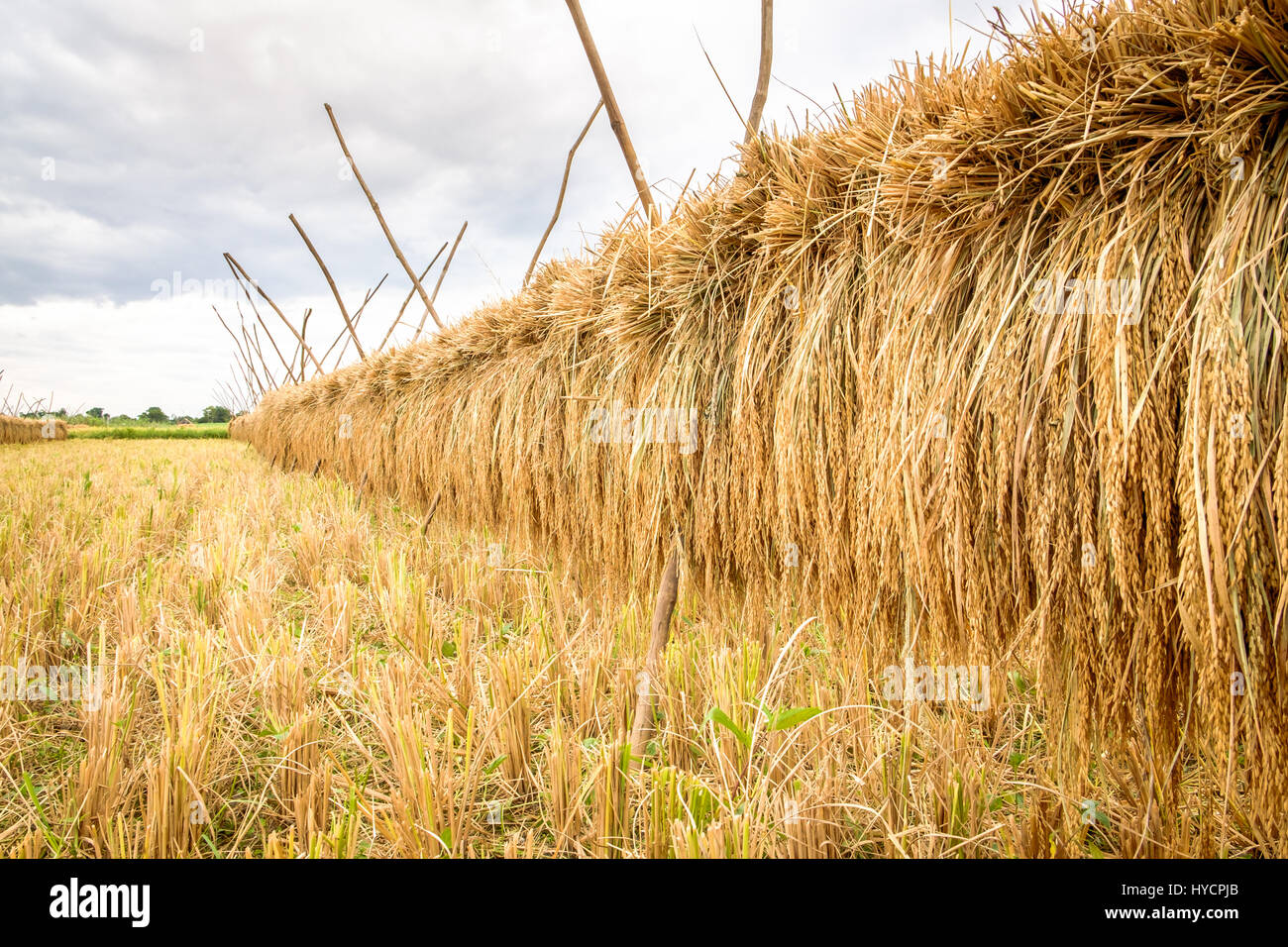Agricultural detail view of rice field during harvest season Stock ...