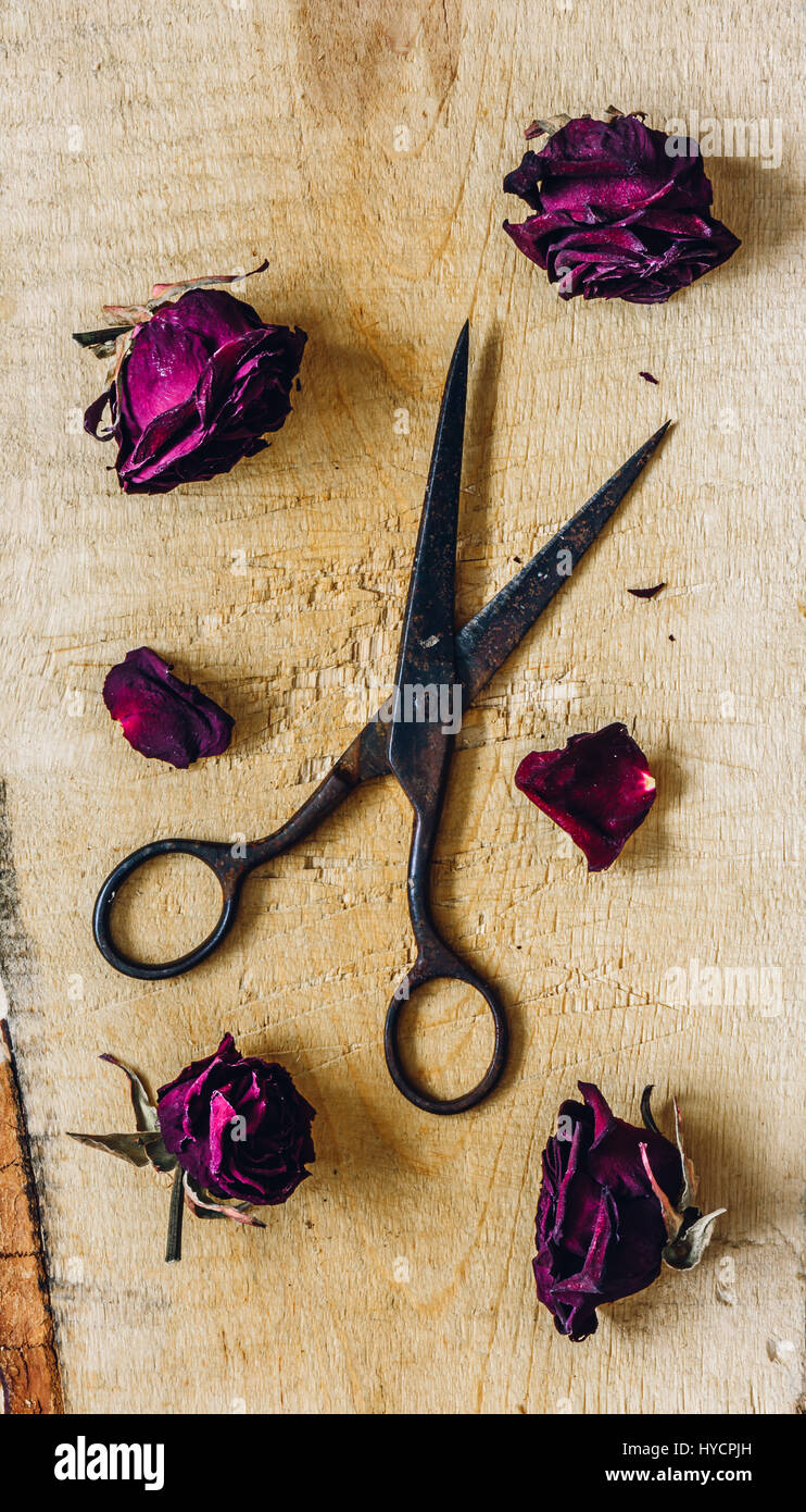 Old Scissors with Dry Roses Buds. View from Above Stock Photo - Alamy