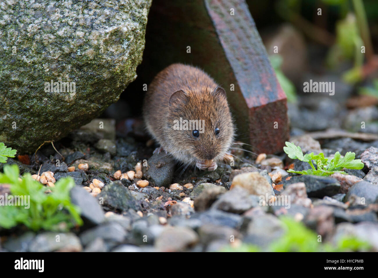 Bank vole glareolus scotland uk hi-res stock photography and images - Alamy