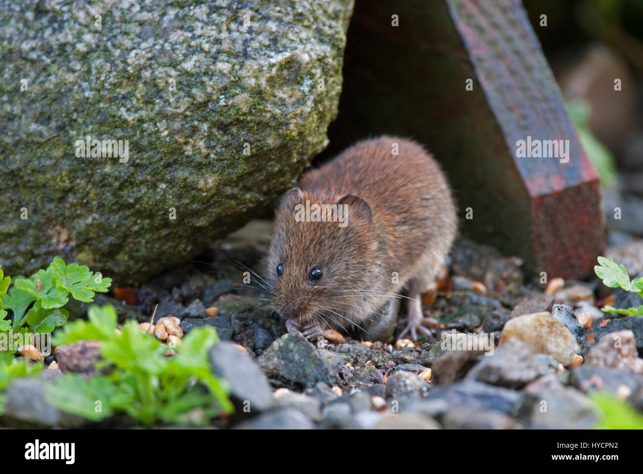 Bank vole glareolus scotland uk hi-res stock photography and images - Alamy