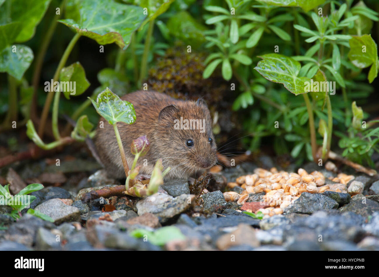 Bank Vole, Clethrionomys glareolus Single adult feeding on seeds ...