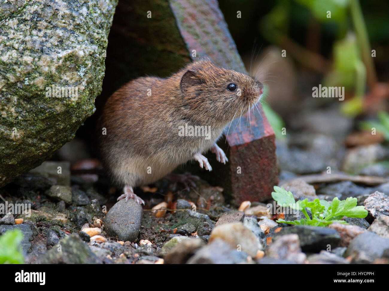 Bank Vole, Clethrionomys glareolus Single adult standing under bird ...