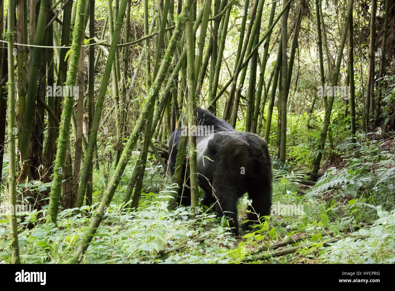 Silverback mountain gorilla standing in bamboo forest of Volcanoes ...