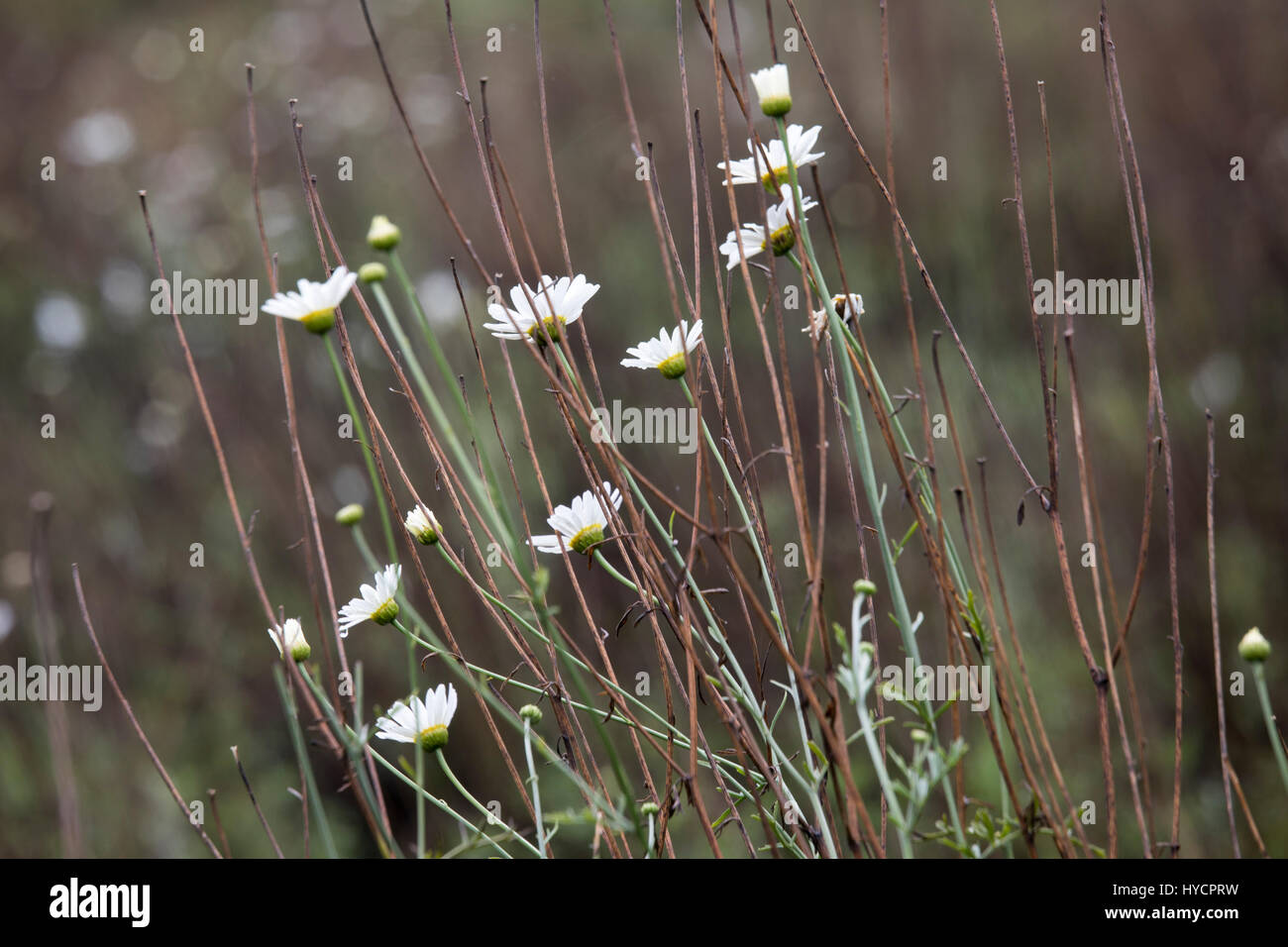 Pyrethrin hi-res stock photography and images - Alamy