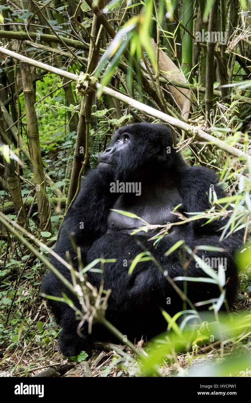 Female mountain gorilla in bamboo forest of Volcanoes National Park ...