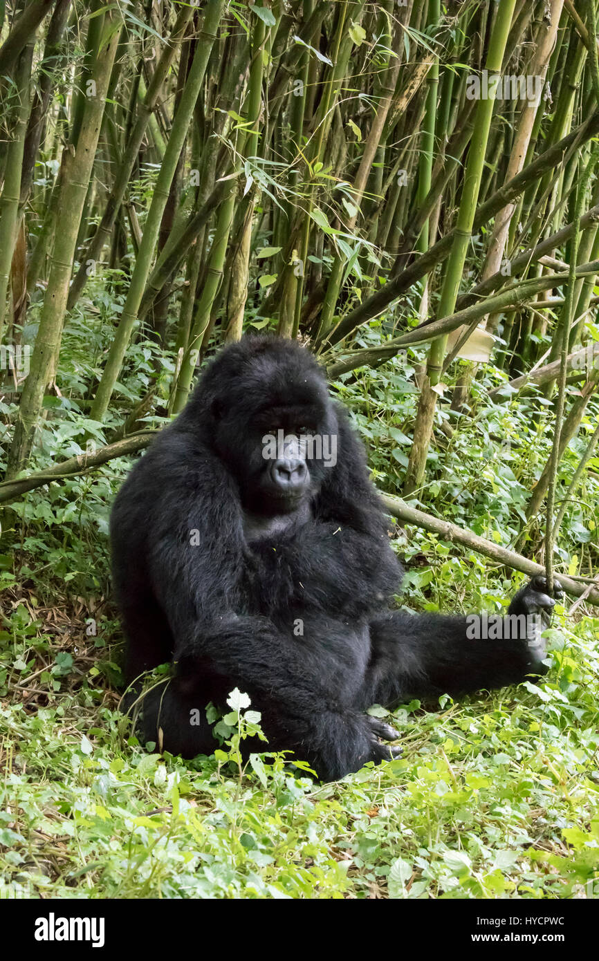 Adult mountain gorilla in bamboo forest of Volcanoes National Park ...