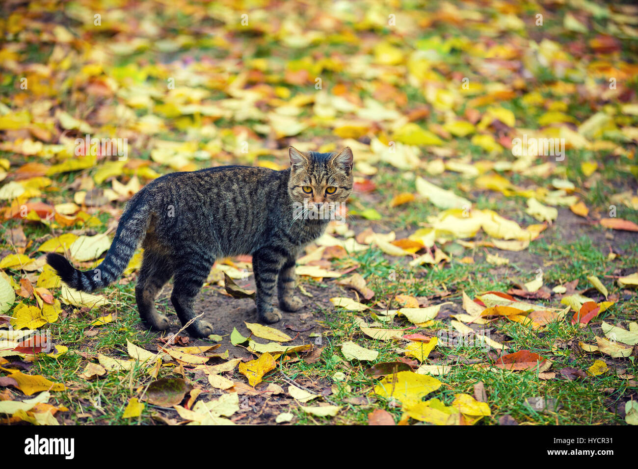 Fallen nature hi-res stock photography and images - Alamy