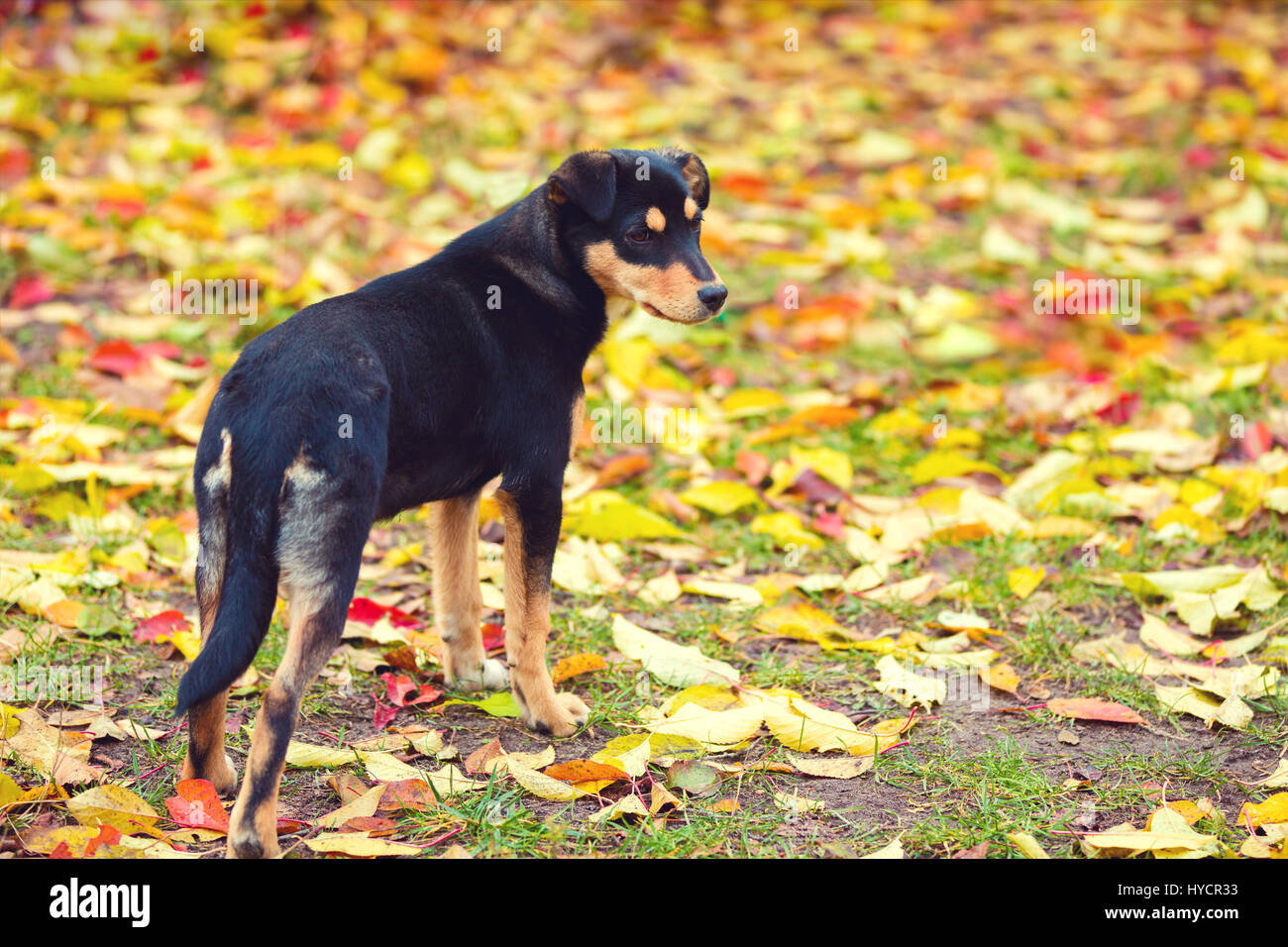 Puppy in fallen leaves hi-res stock photography and images - Alamy
