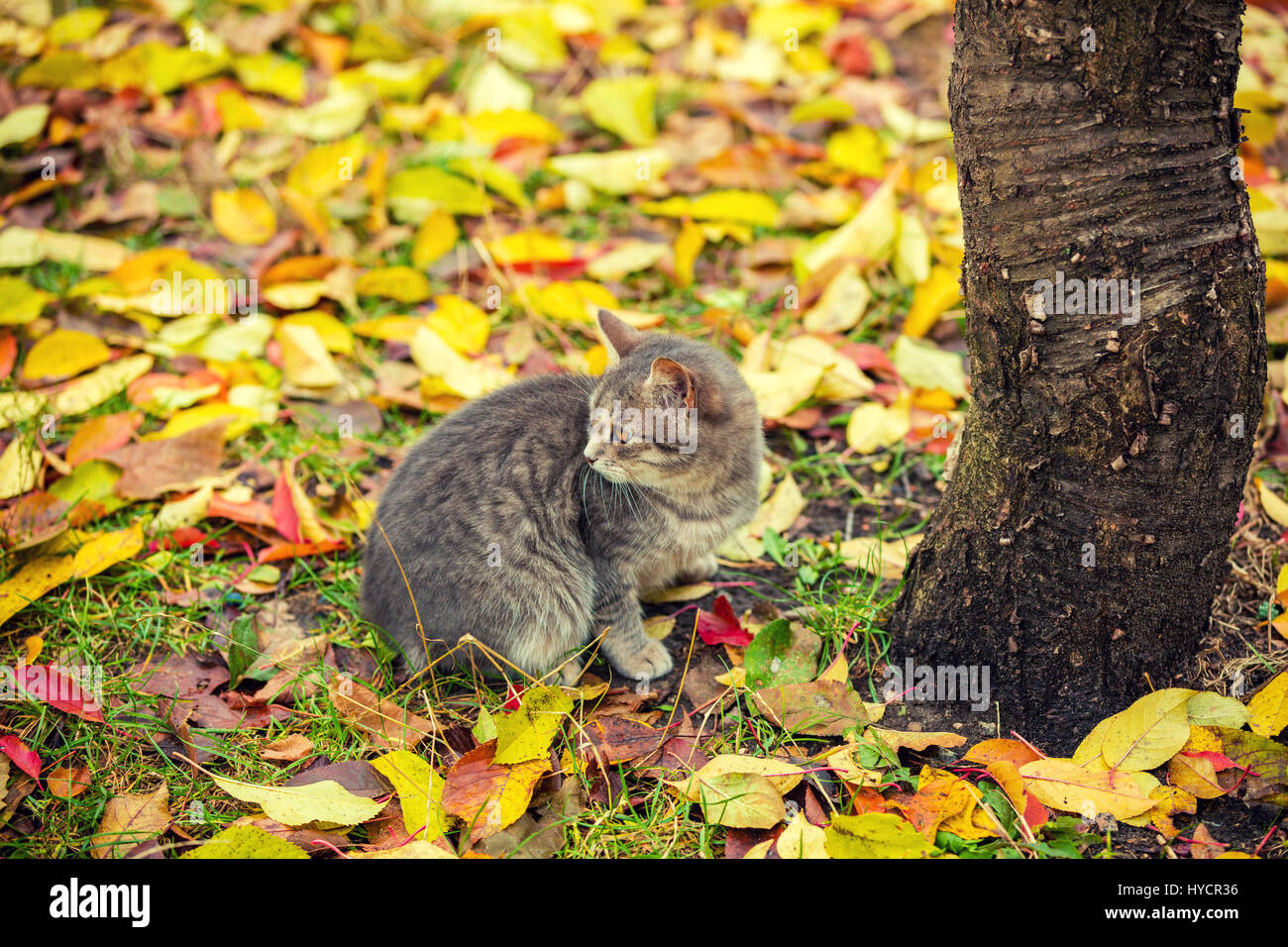 Cat sitting on the leaves in autumn Stock Photo - Alamy