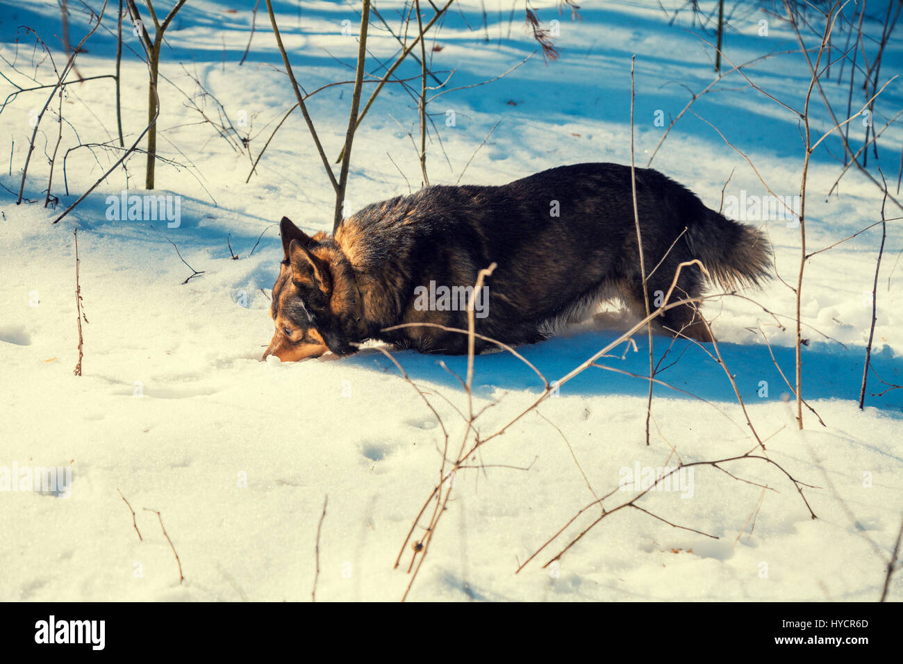Dog hunting in snowy forest in winter. Dog sniffing snow Stock Photo ...