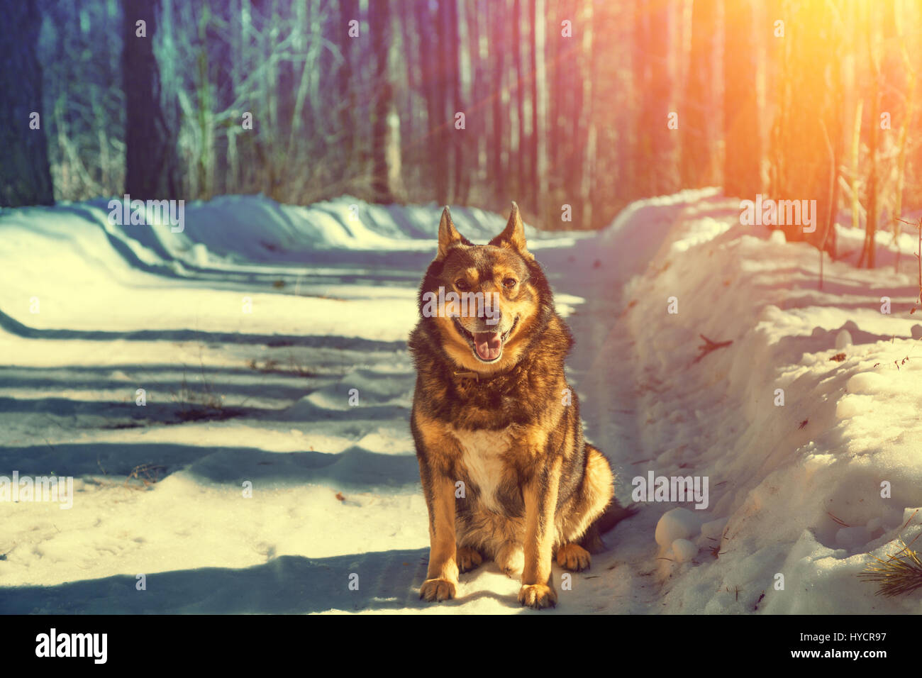 Dog walking in snowy forest in winter Stock Photo - Alamy