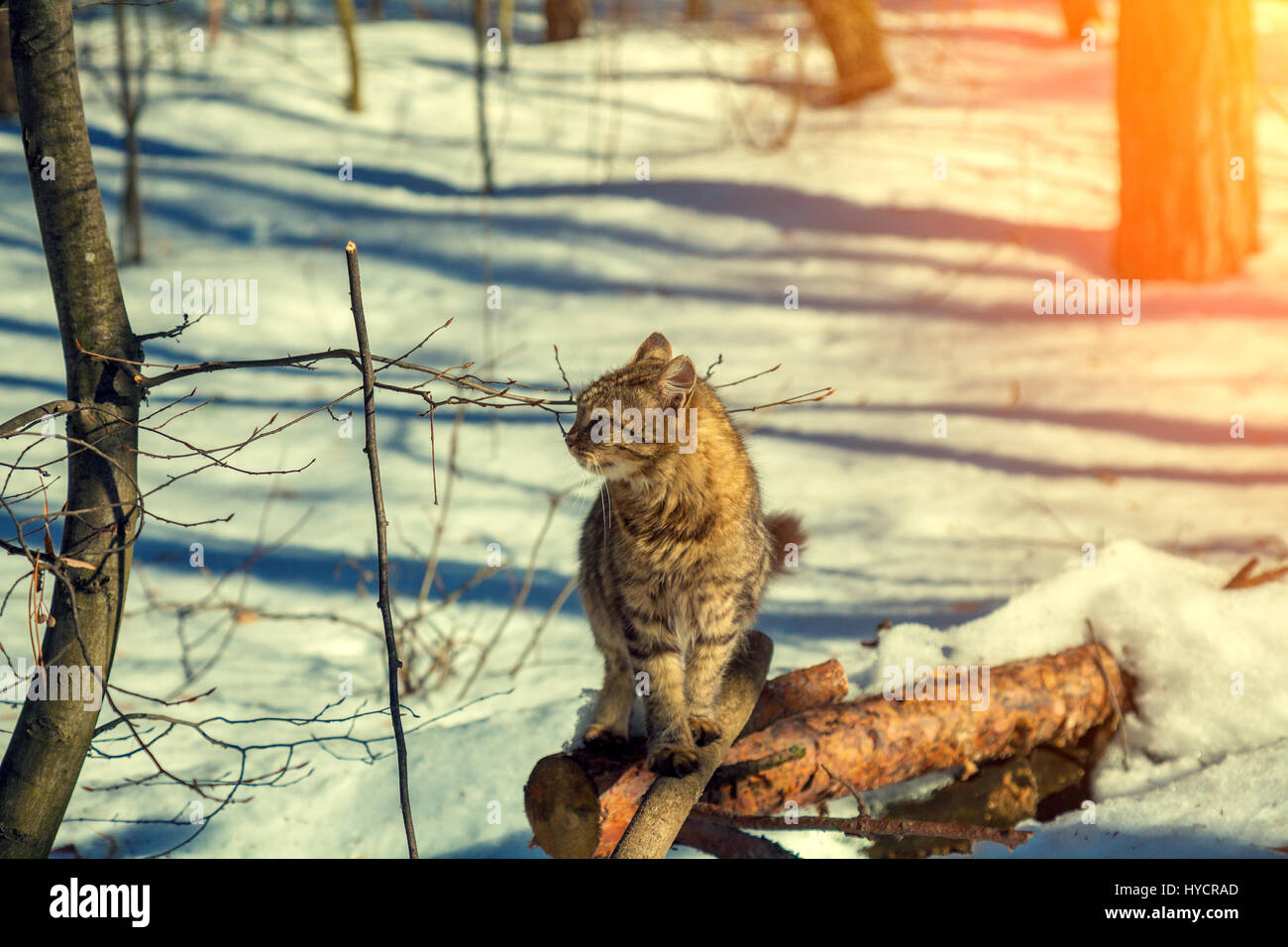 Cat sits on a log hi-res stock photography and images - Alamy