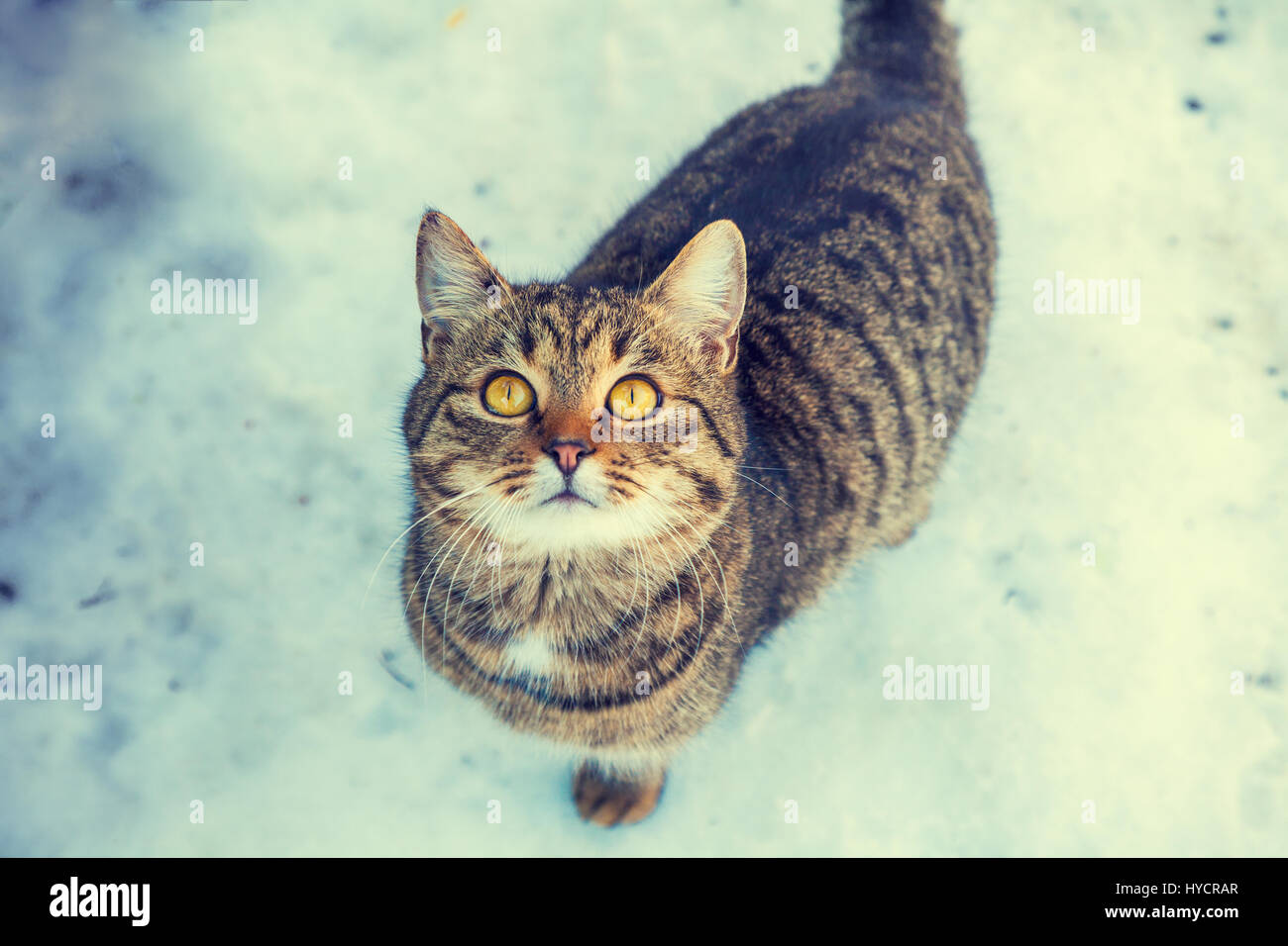 Sad cat walking in snow hi-res stock photography and images - Alamy
