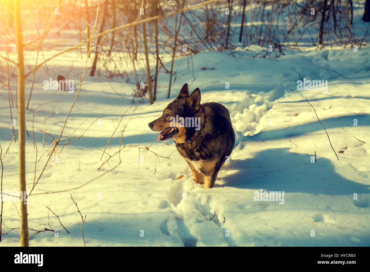 Dog walking in snowy forest in winter Stock Photo - Alamy