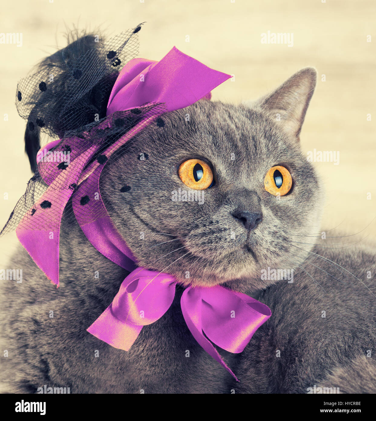 Feline fashion hi-res stock photography and images - Alamy