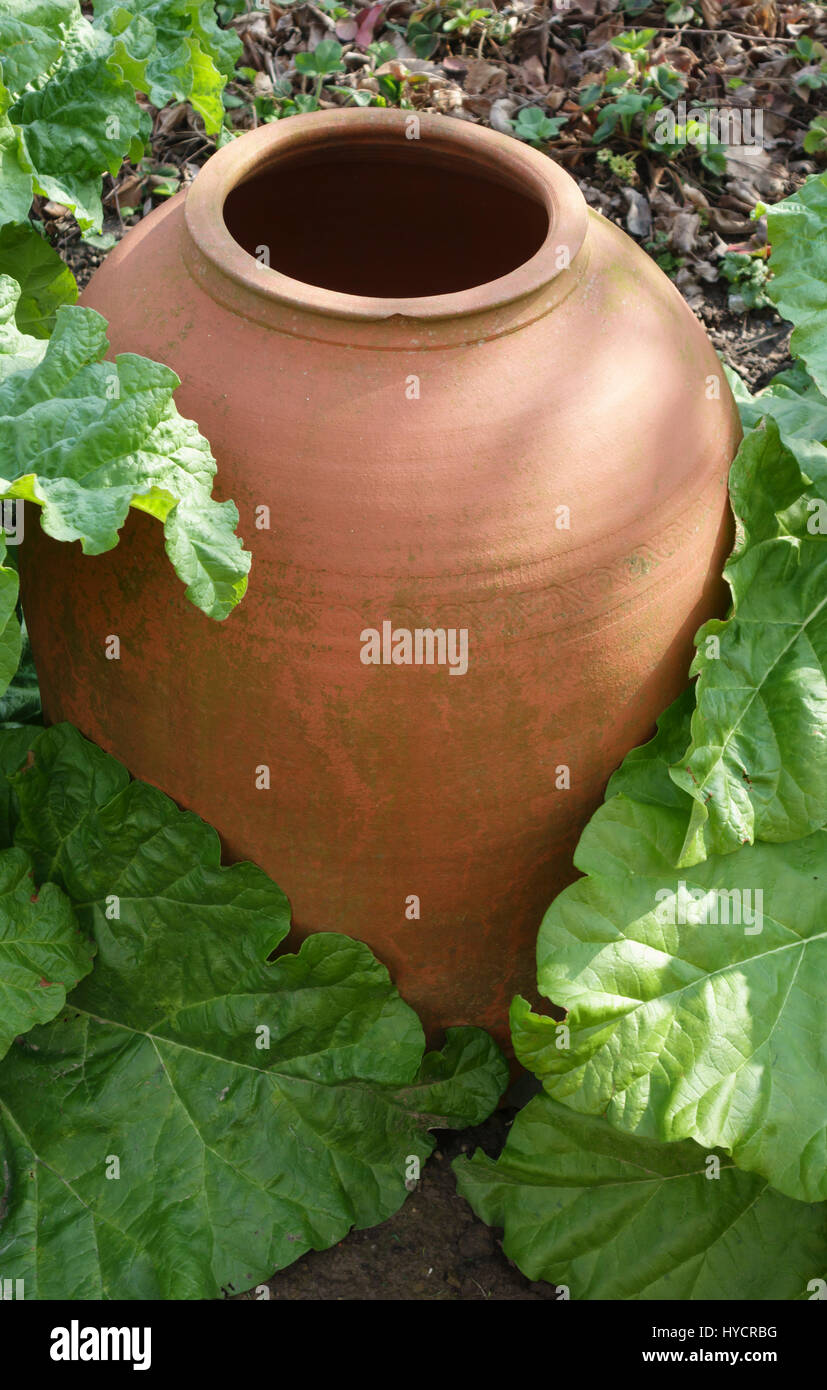 Rhubarb forcer pot hi-res stock photography and images - Alamy