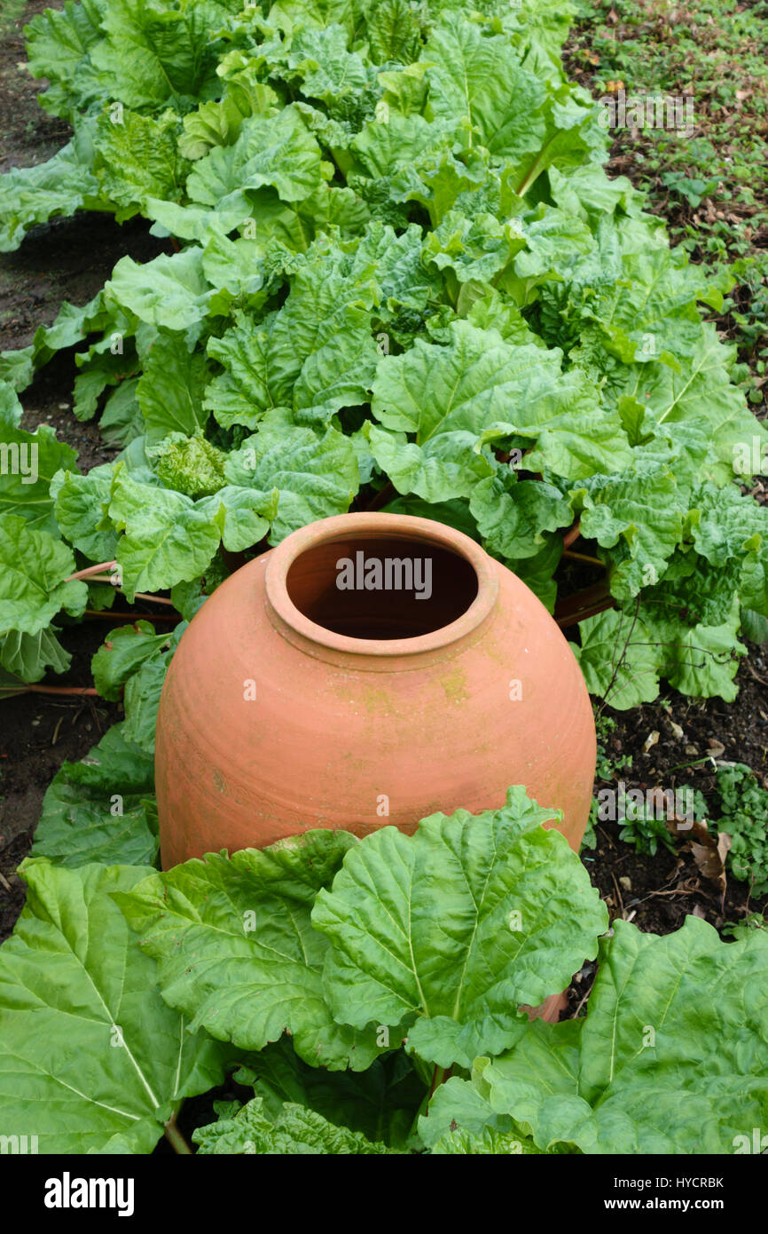 Traditional terracotta rhubarb forcer, used to encourage early growth ...