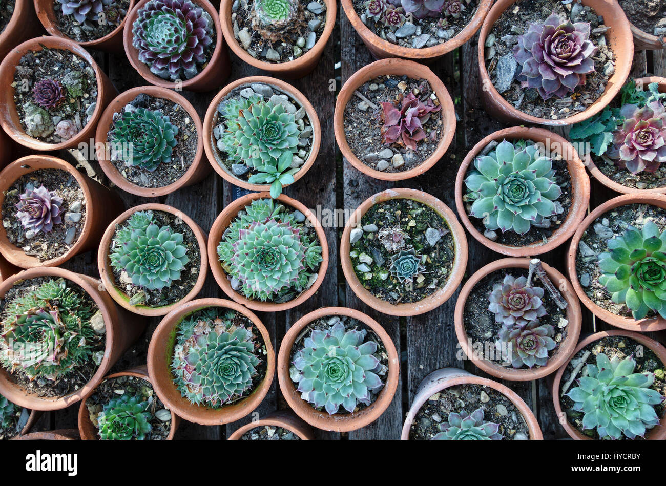 Echeveria succulent hi-res stock photography and images - Alamy