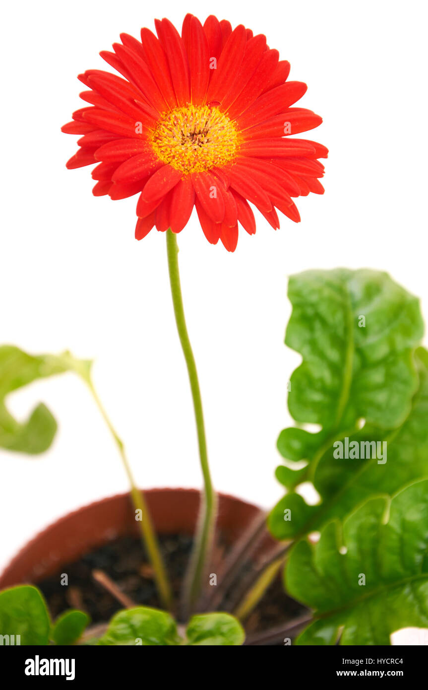 single gerbera flower over white background isolated Stock Photo - Alamy