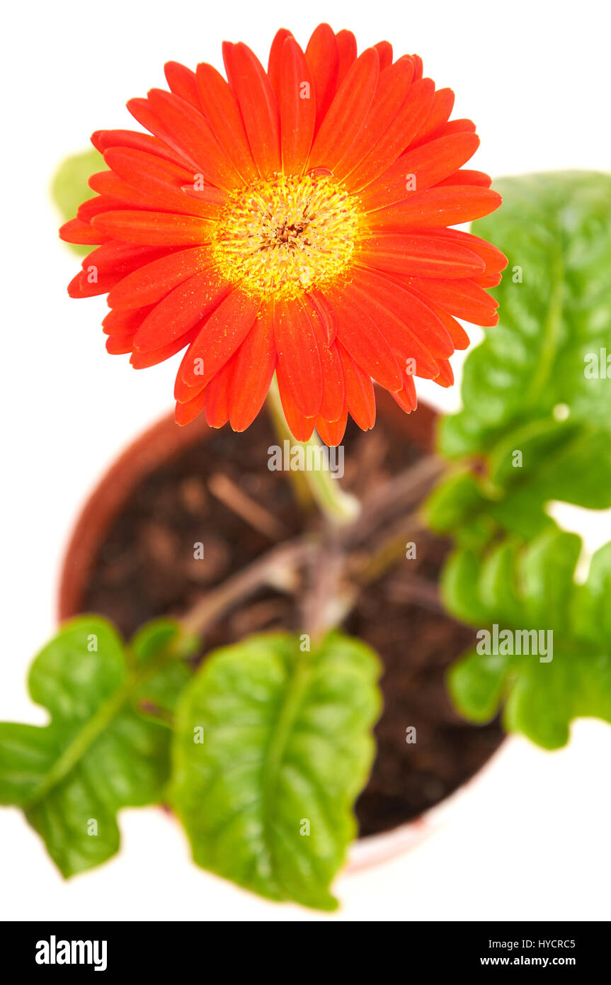 single gerbera flower over white background isolated Stock Photo - Alamy