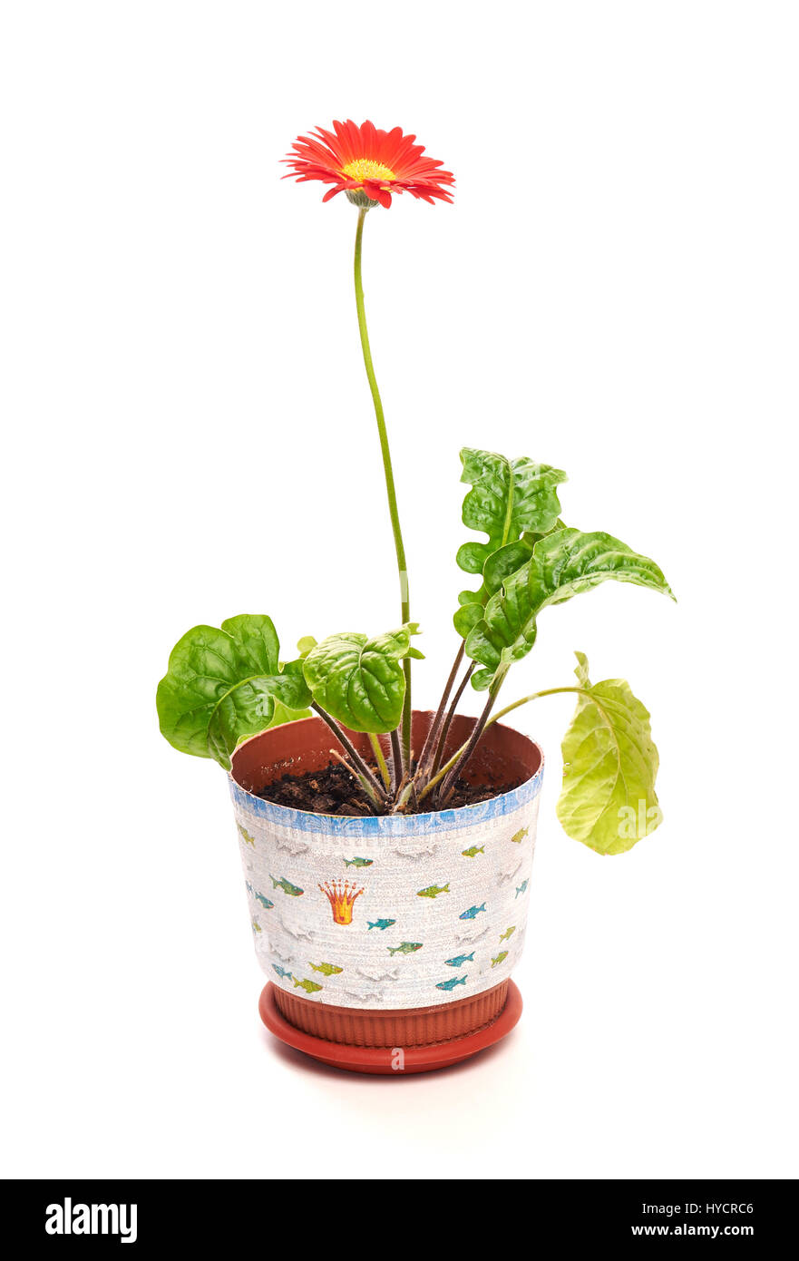 single gerbera flower isolated over white background Stock Photo - Alamy