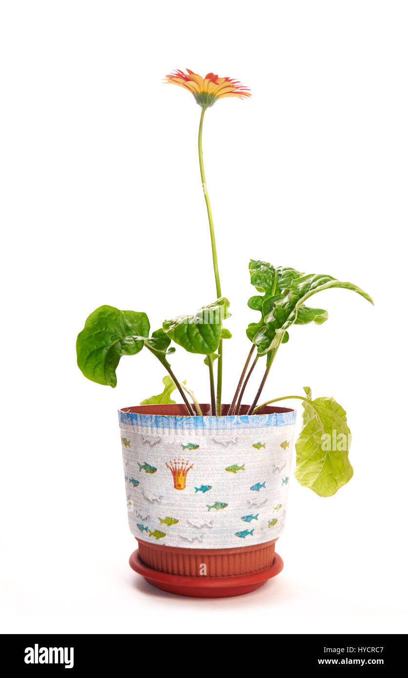 single gerbera flower isolated over white background Stock Photo - Alamy